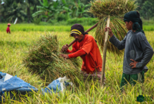 Kilusang Magbubukid ng Pilipinas – IBON Foundation