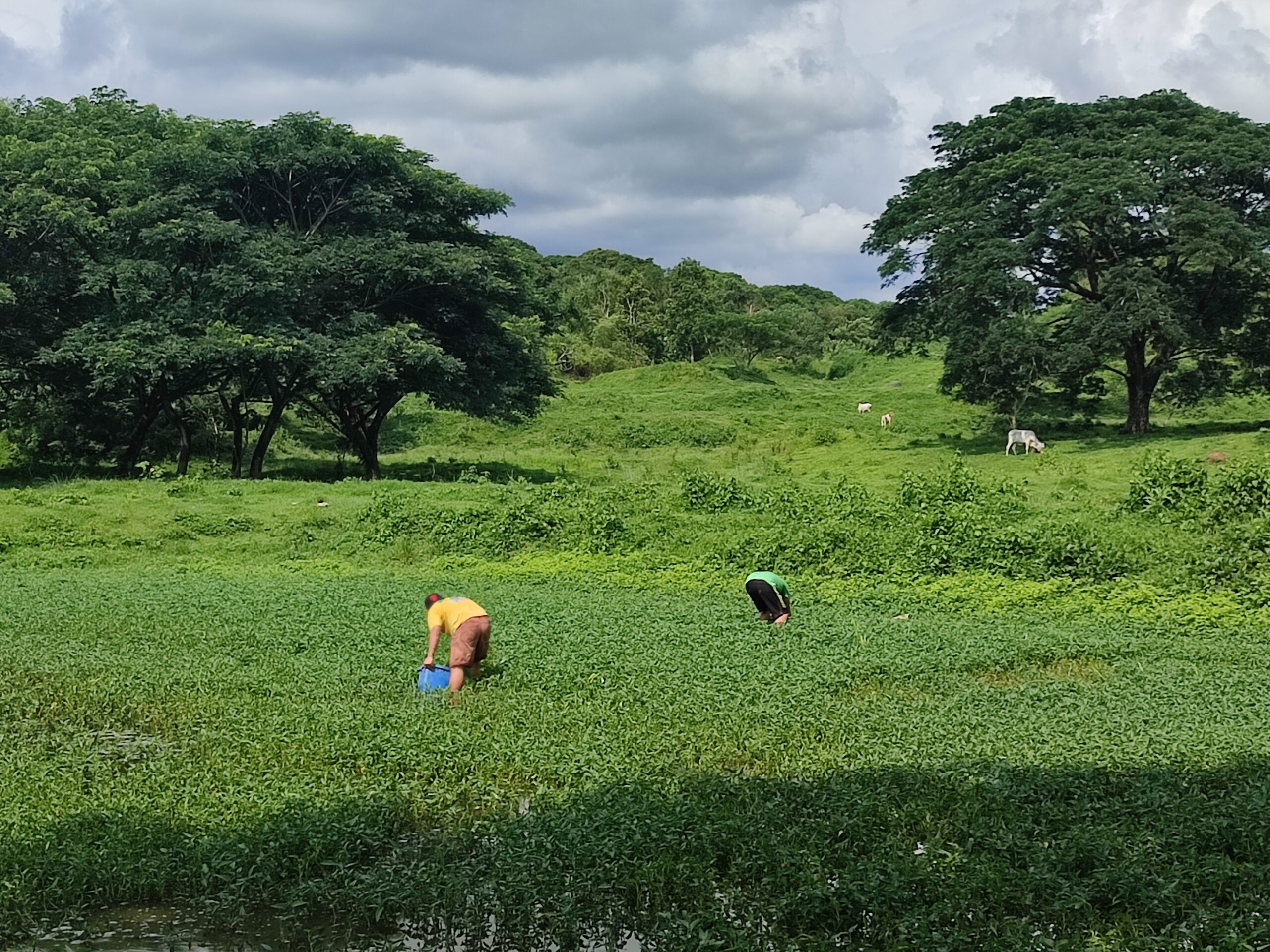 Ladrilyo – IBON Foundation